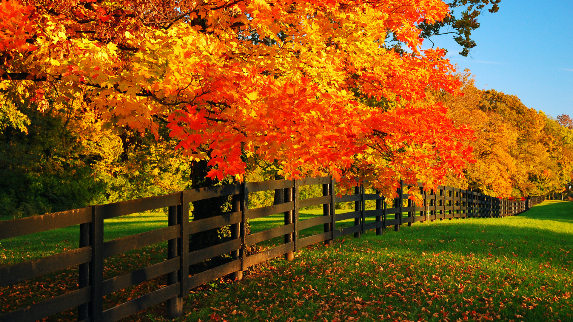 What Type Of Trees To Plant For A More Vibrant Fall Foliage Aarder What Type Of Trees To Plant For A More Vibrant Fall Foliage Aarder